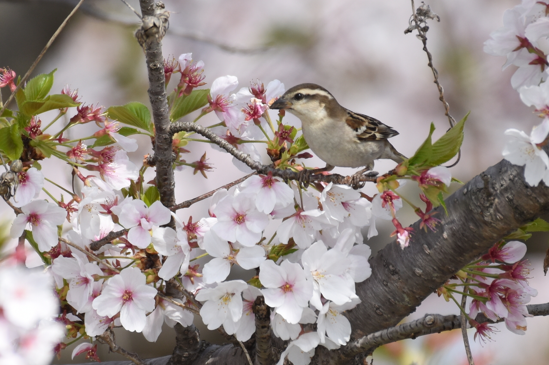 冴えない4月が終わった・・・: サボテンの独り言